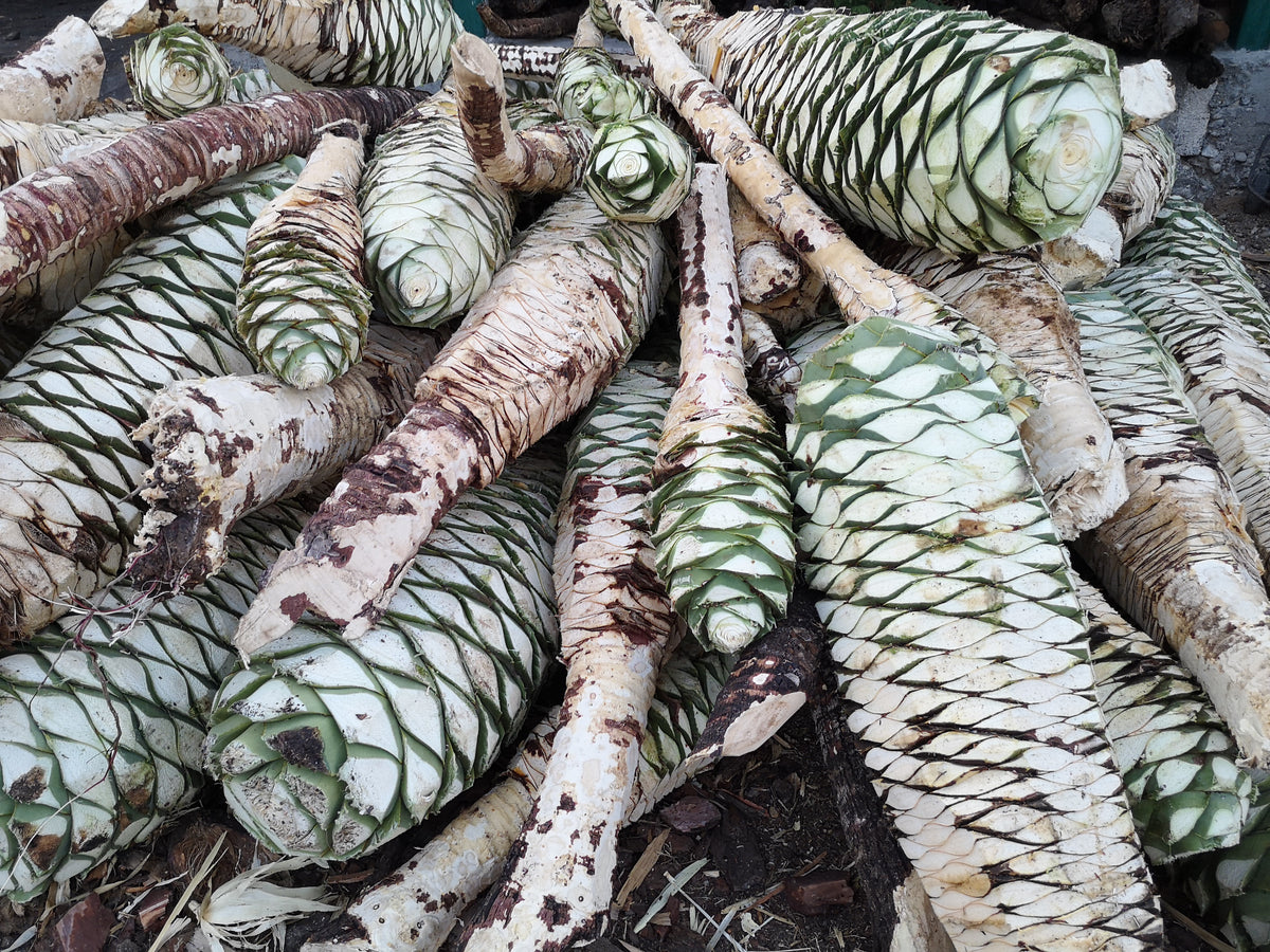 NON DO Spirits - Agave distillates – AGAVERABERLIN